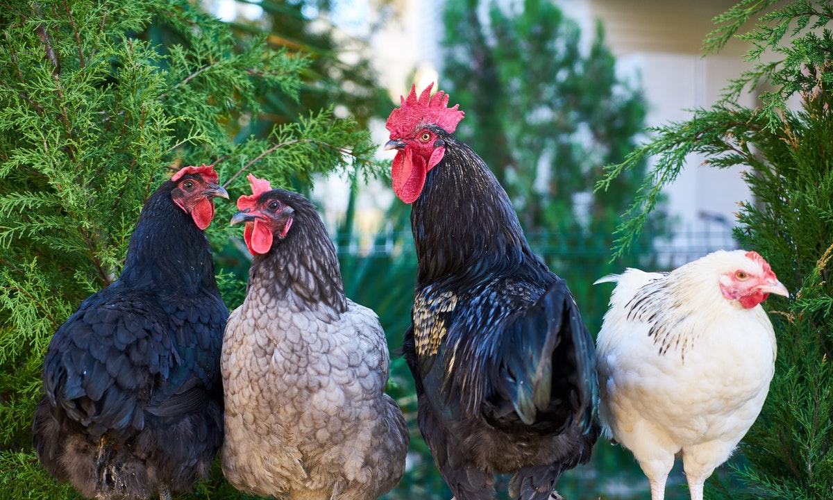 ¿Hay realmente alguna diferencia entre el pollo normal y el pollo de ...